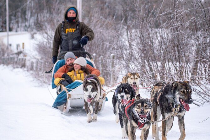 Ultimate Dog Sledding Tour - Day trip from Ottawa & Gatineau - The Sum Up