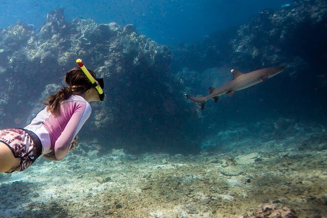 Ultimate Encounter Snorkel with Sharks in Fiji - Who Is This Tour For?