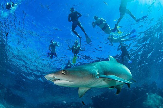 Ultimate Encounter Snorkel with Sharks in Fiji - Key Points
