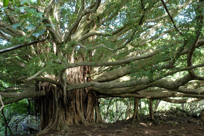 Ultimate Hana Full-Day Adventure Tour - Practical Considerations and Tips