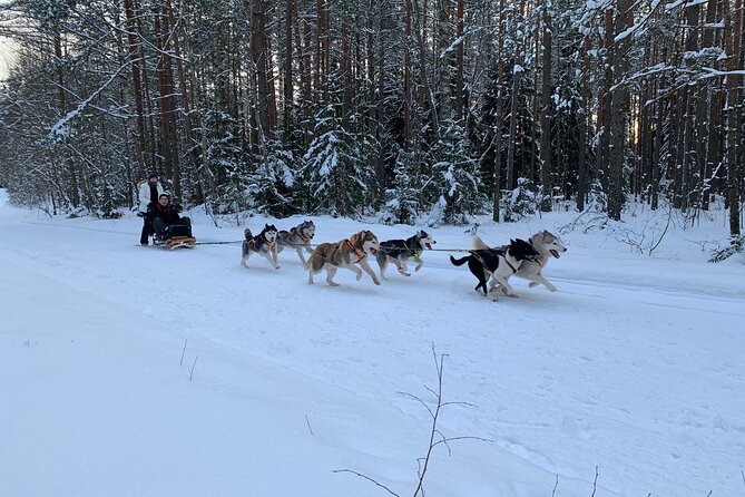 Ultimate Husky Dog Sledding Experience in Latvia - Private Tour From Riga - Meeting and Pickup Details