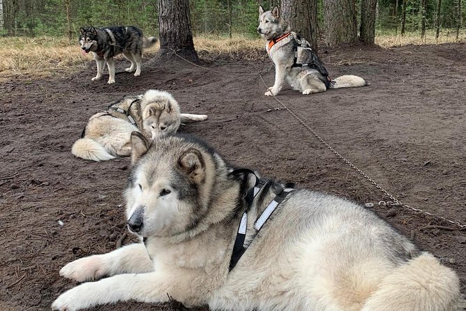 Ultimate Husky Dog Sledding Experience in Latvia - Private Tour From Riga - What to Expect During the Tour