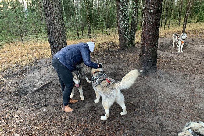 Ultimate Husky Dog Sledding Experience in Latvia - Private Tour From Riga - Important Considerations for Participants