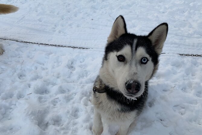 Ultimate Husky Dog Sledding Experience in Latvia - Private Tour From Riga - Booking Your Husky Dog Sledding Tour