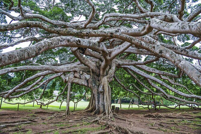 Ultimate Journey in Sri Lanka 4 Day Tours - Who Would Enjoy This Tour?
