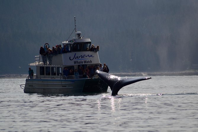 Ultimate Juneau Whale Watch Plus Mendenhall Glacier Photo Stop - Who Is This Tour Best For?