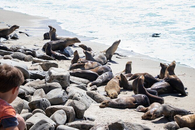 Ultimate La Jolla Self-Guided Driving & Walking Audio Tour Bundle - Using the Tour: What to Expect