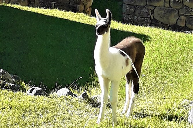 Ultimate Lares Trek & Inca Trail 5 Days - Highlights of the Lares Trek