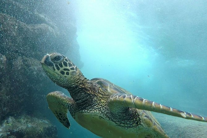 Ultimate Ocean Encounters Midday Snorkel - Introduction