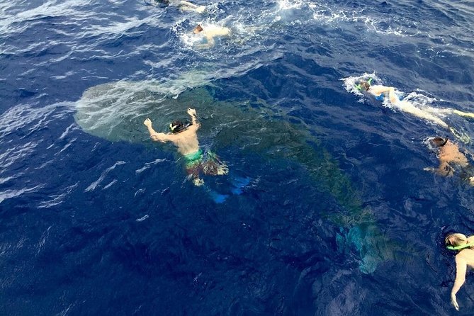 Ultimate Ocean Encounters Midday Snorkel - FAQs