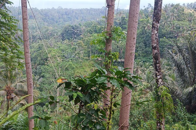Ultimate Private "2 Days 1 Night North East Bali " - Who Will Love This Tour?