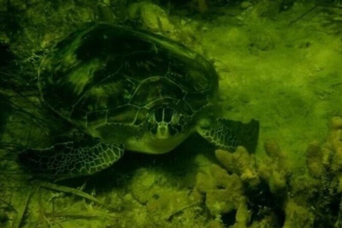 Ultimate Private Scalloping Adventure in Crystal River - An In-Depth Look at the Experience