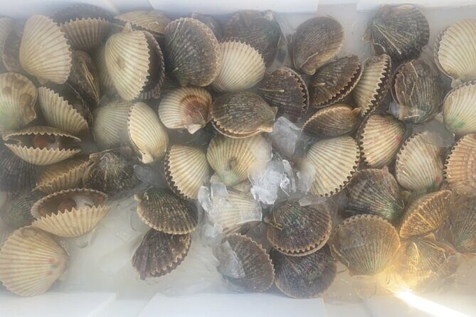 Ultimate Private Scalloping Adventure in Crystal River - The Practical Side