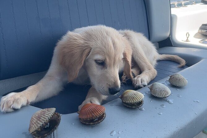 Ultimate Private Scalloping Adventure in Crystal River - Authentic Feedback from Travelers