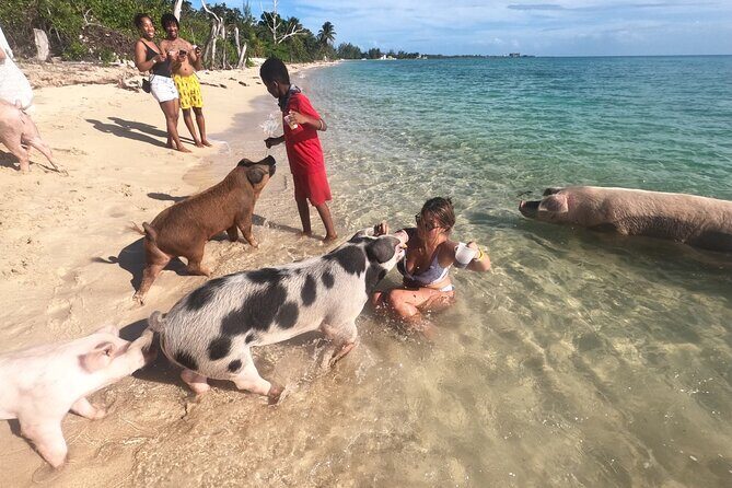 Ultimate SeaXscape Pigs/Turtles/Snorkel/Lunch/Drinks/PU/DO - How to Make the Most of Your Day