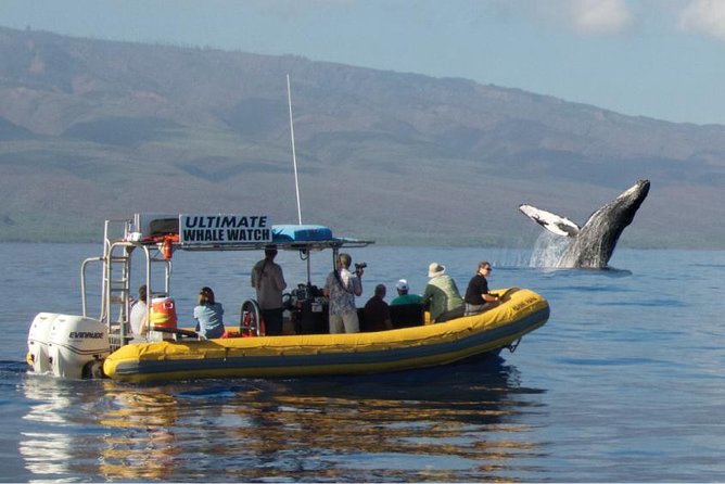 Ultimate Whale Watch, 2 Hour (Lahaina) Raft Style - Key Points