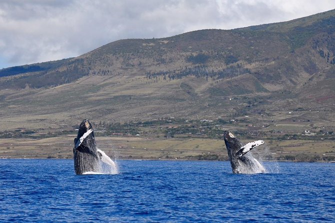 Ultimate Whale Watch, 2 Hour (Lahaina) Raft Style - The Itinerary in Detail
