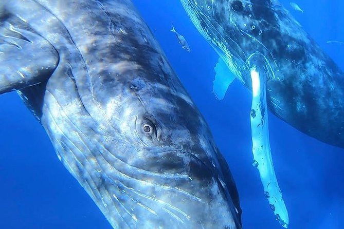 Ultimate Whale Watch, 2 Hour (Lahaina) Raft Style - What the Reviews Say