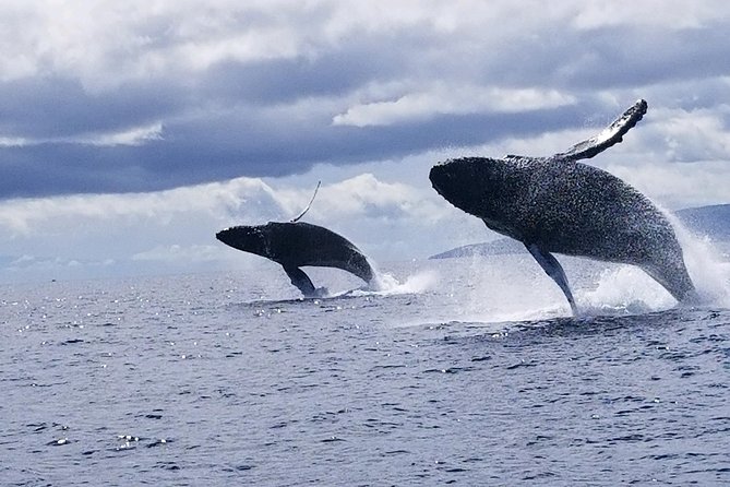 Ultimate Whale Watch, 2 Hour (Lahaina) Raft Style - Final Thoughts: Who Should Book This Tour?