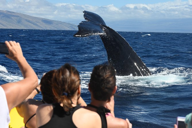 Ultimate Whale Watch, 2 Hour (Lahaina) Raft Style - FAQ