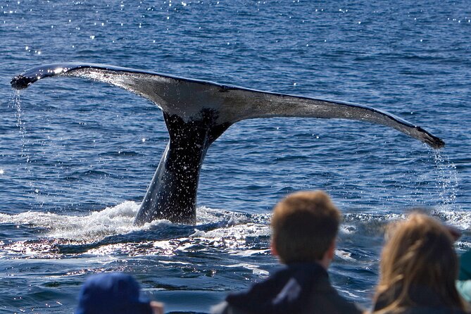 Ultimate Whale Watch and Tracy's Crab Shack Combo - Key Points