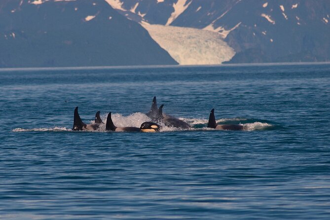 Ultimate Whale Watch and Tracy's Crab Shack Combo - How the Experience Feels