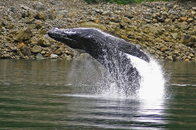 Ultimate Whale Watch and Tracy's Crab Shack Combo - FAQ