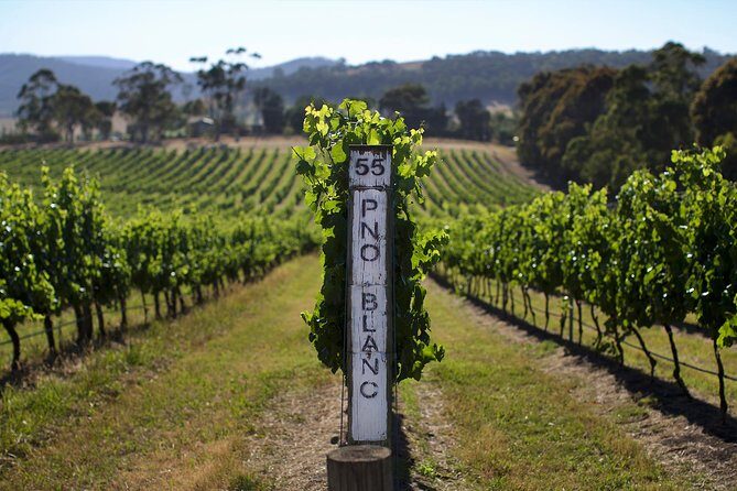 Ultimate Yarra Valley Chandon, Soumah & De Bortoli Cheese & Wine - Key Points