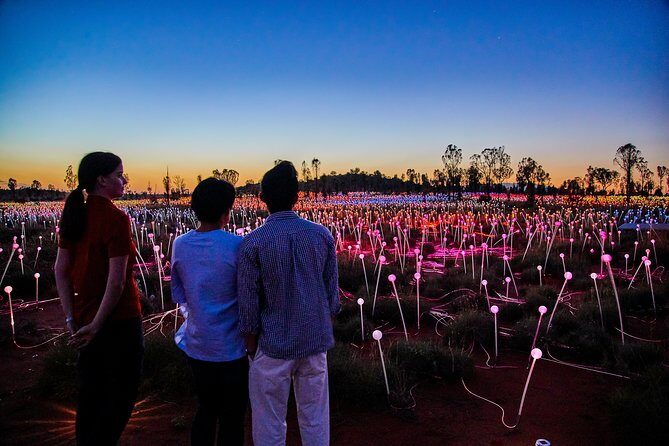 Uluru (Ayers Rock) Field of Light Sunrise Tour - Key Points