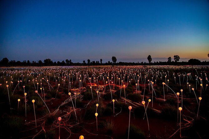Uluru (Ayers Rock) Field of Light Sunrise Tour - Authentic Reviews and Perspectives