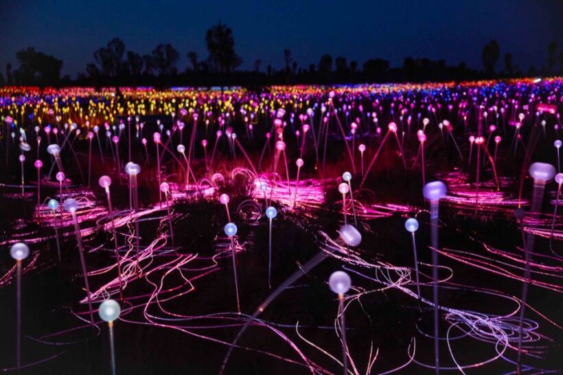 Uluru: Field of Light Sunrise Tour with Hot Drinks - Key Points