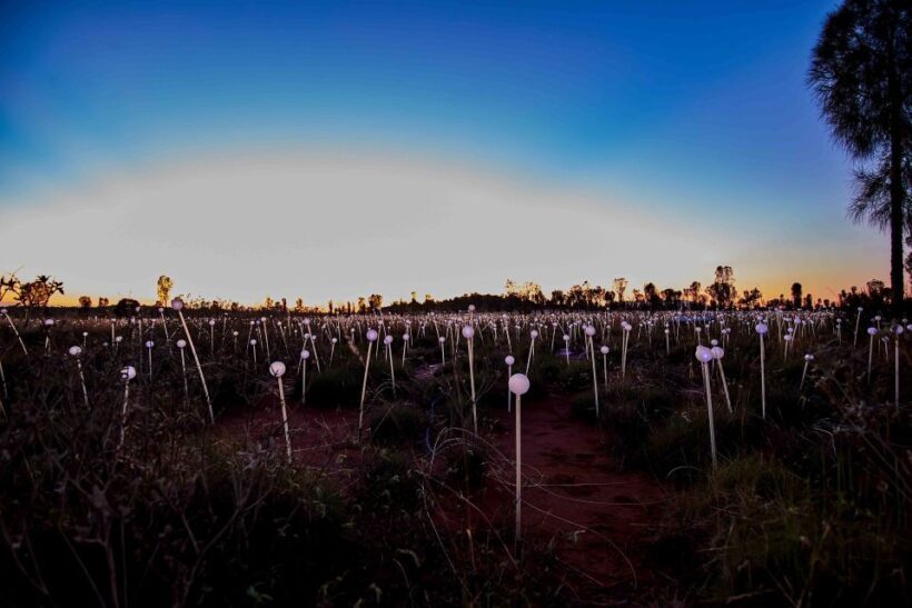 Uluru: Field of Light Sunrise Tour with Hot Drinks - The Sum Up: Who Will Love This?