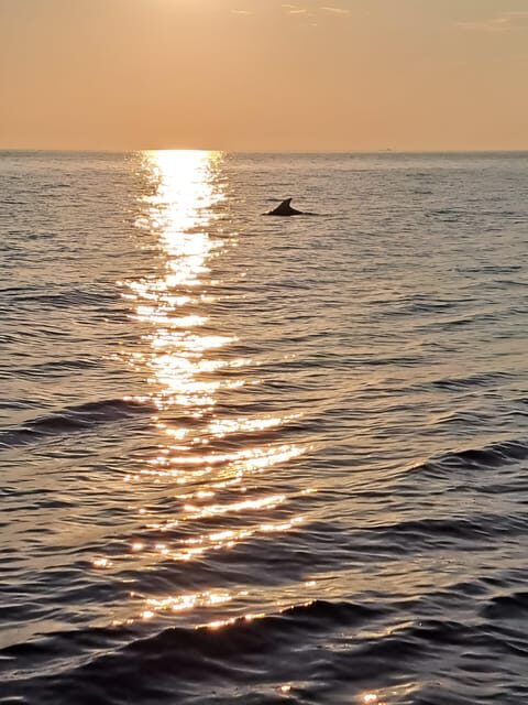 Umag: Dolphinwatching & sunset panorama tour - An Honest Look at the Experience