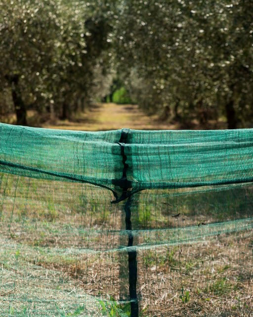 Umbria: E-Bike Rental and Fresh EV Olive Oil Tasting - The Sum Up