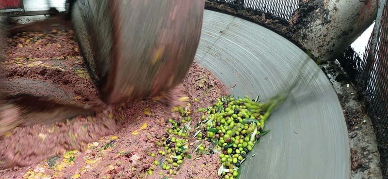 Umbria: guided tour to traditional oil mill + tasting - A Deep Dive into the Experience