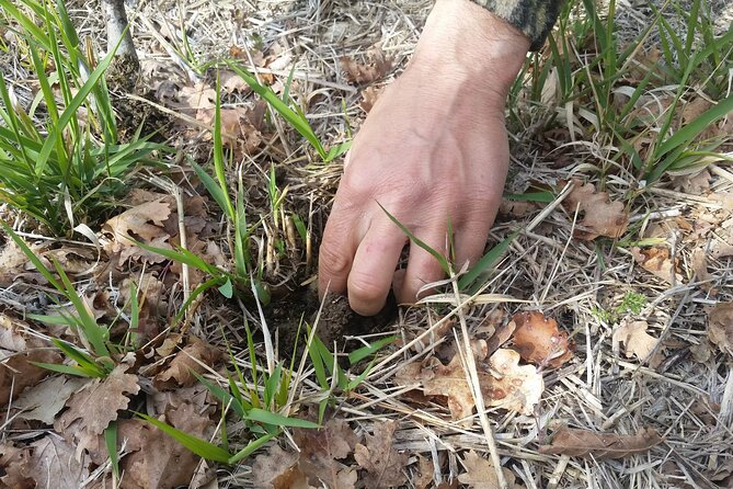 Umbria Truffle Hunting Experience with Brunch - The Itinerary in Detail