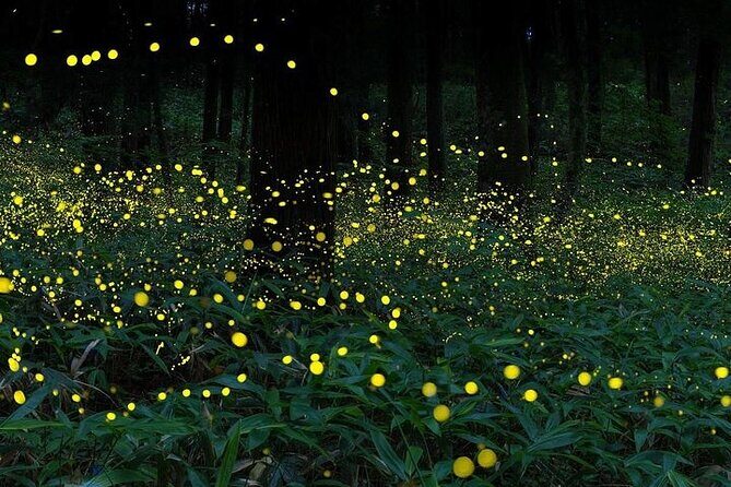 Unbelievable Firefly Kuala Selangor Day Tour - Frequently Asked Questions