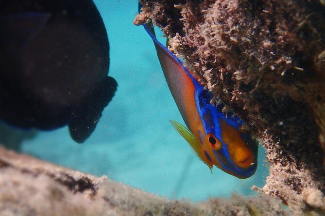 Under the Sea snorkeling(Stingray/Kayak/ Power Snorkel available) - What’s Included and What’s Not