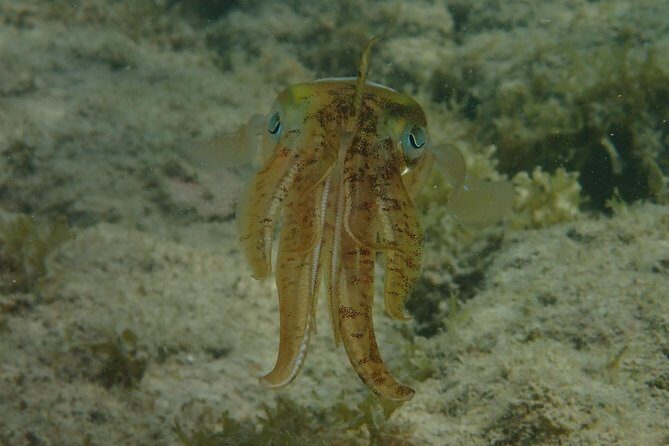 Under the Sea snorkeling(Stingray/Kayak/ Power Snorkel available) - The Practicalities: What Should You Know Before Booking