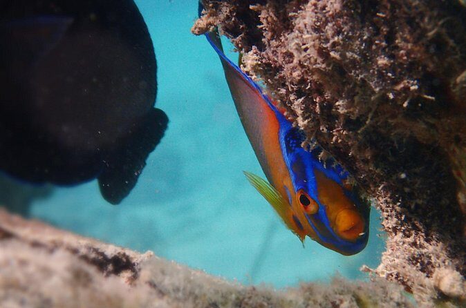 Under the Sea snorkeling(Stingray/Kayak/ Power Snorkel available) - Who Is This Tour Best For?