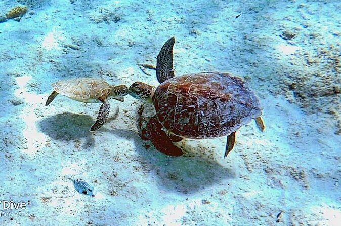 Underwater Guided Snorkeling Adventure in Bonaire - Who Should Consider This Tour?