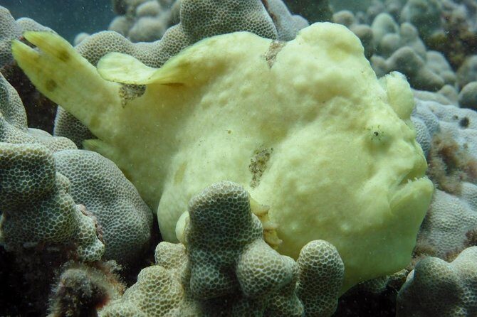 Underwater Scooter Dive (Certified Divers Only) Makena Wailea - Who Would Love This Tour?