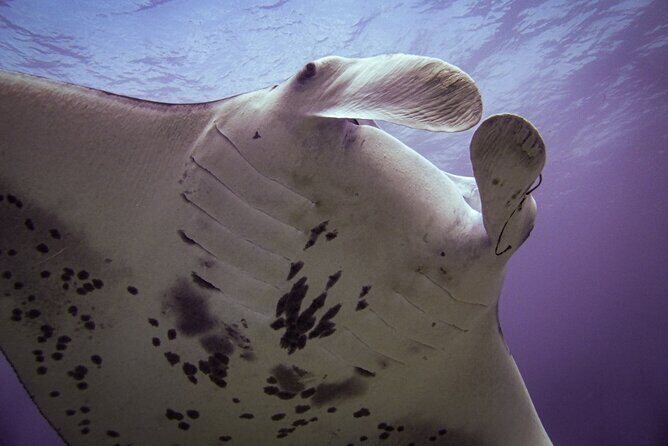 Underwater Scooter Dive (Certified Divers Only) Makena Wailea - Considerations and Tips for Booking