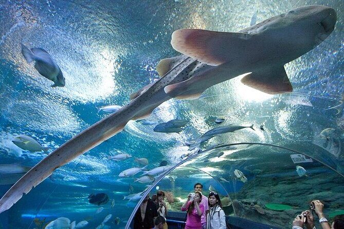 Underwater World in Pattaya Admission Ticket - Final Thoughts