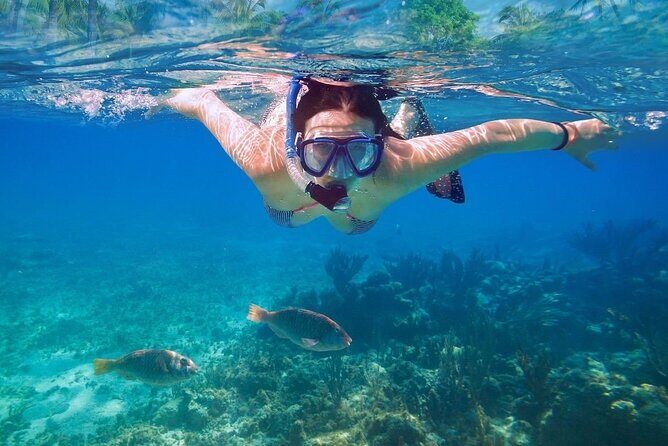 Unforgettable Snorkel Adventure in Cancun whit Transpotations - The Experience and Marine Encounters