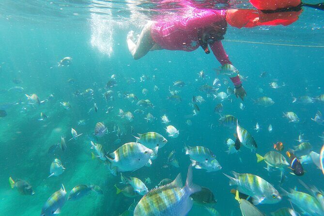 unforgettable snorkeling activity in The Sea of Cortes - An In-Depth Look at the Snorkeling Tour