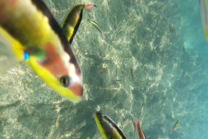 unforgettable snorkeling activity in The Sea of Cortes - Final Thoughts