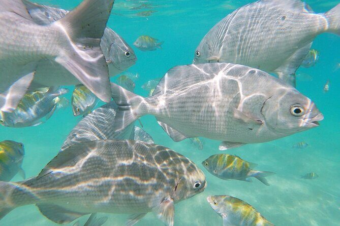 unforgettable snorkeling activity in The Sea of Cortes - FAQs