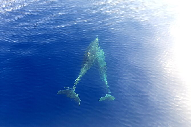 unique aperitif experience at sunset on a catamaran - Who Should Consider This Experience
