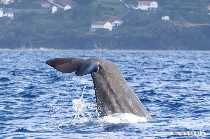 UNIQUE FAIAL | Whales & Volcanoes | 2 Half Days - Final Thoughts: Is This Tour for You?